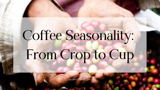 From Crop to Cup: Embracing Coffee Seasonality – Java Momma
